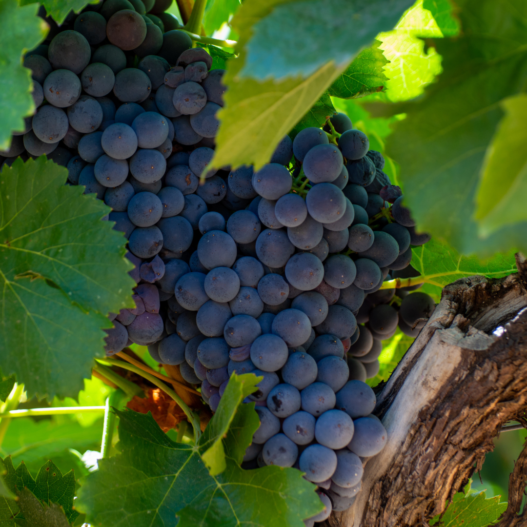 The Rise of Grenache: A Guide to one of the World's Most Versatile Win ...