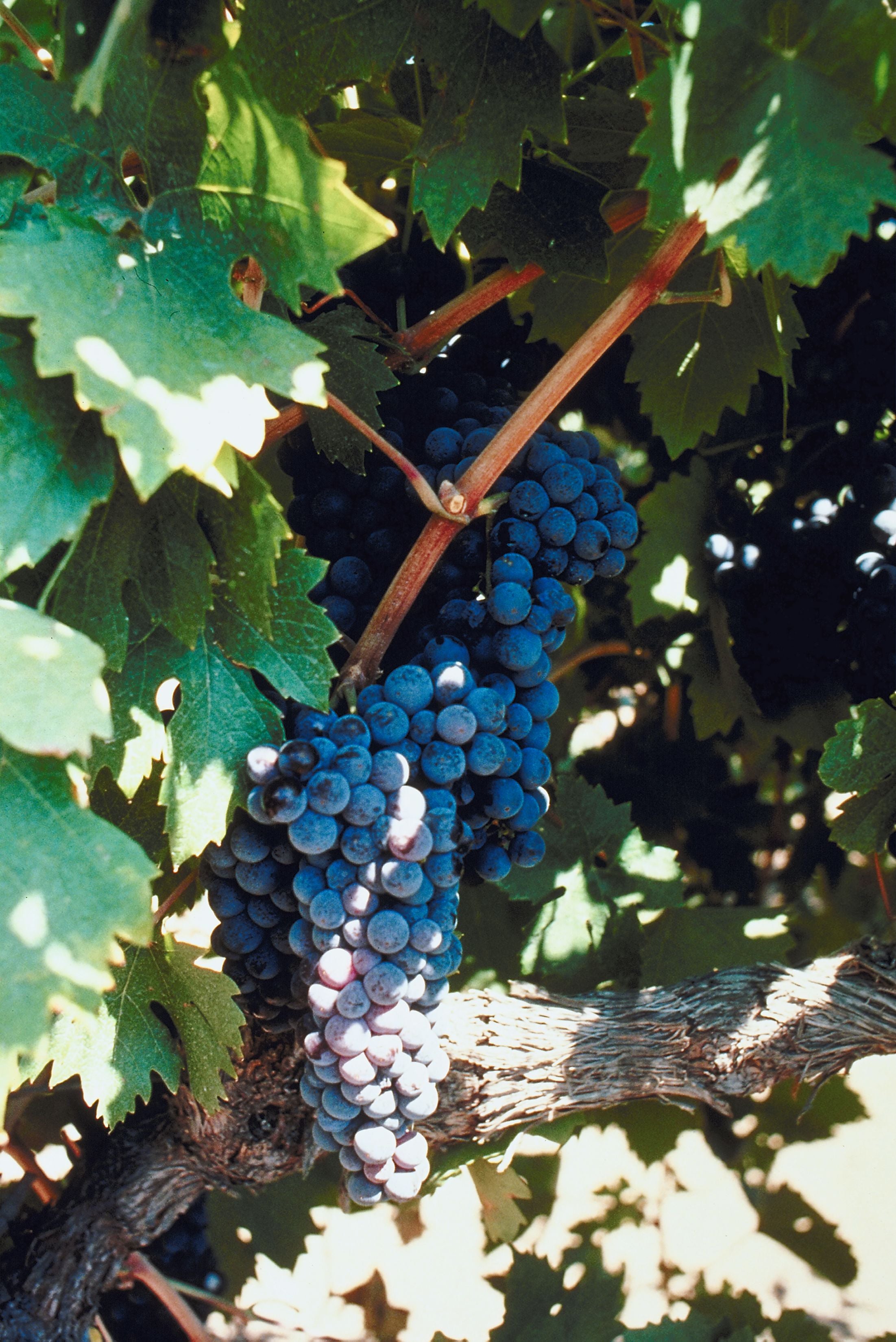 Cabernet Sauvignon – One More Wine Shop