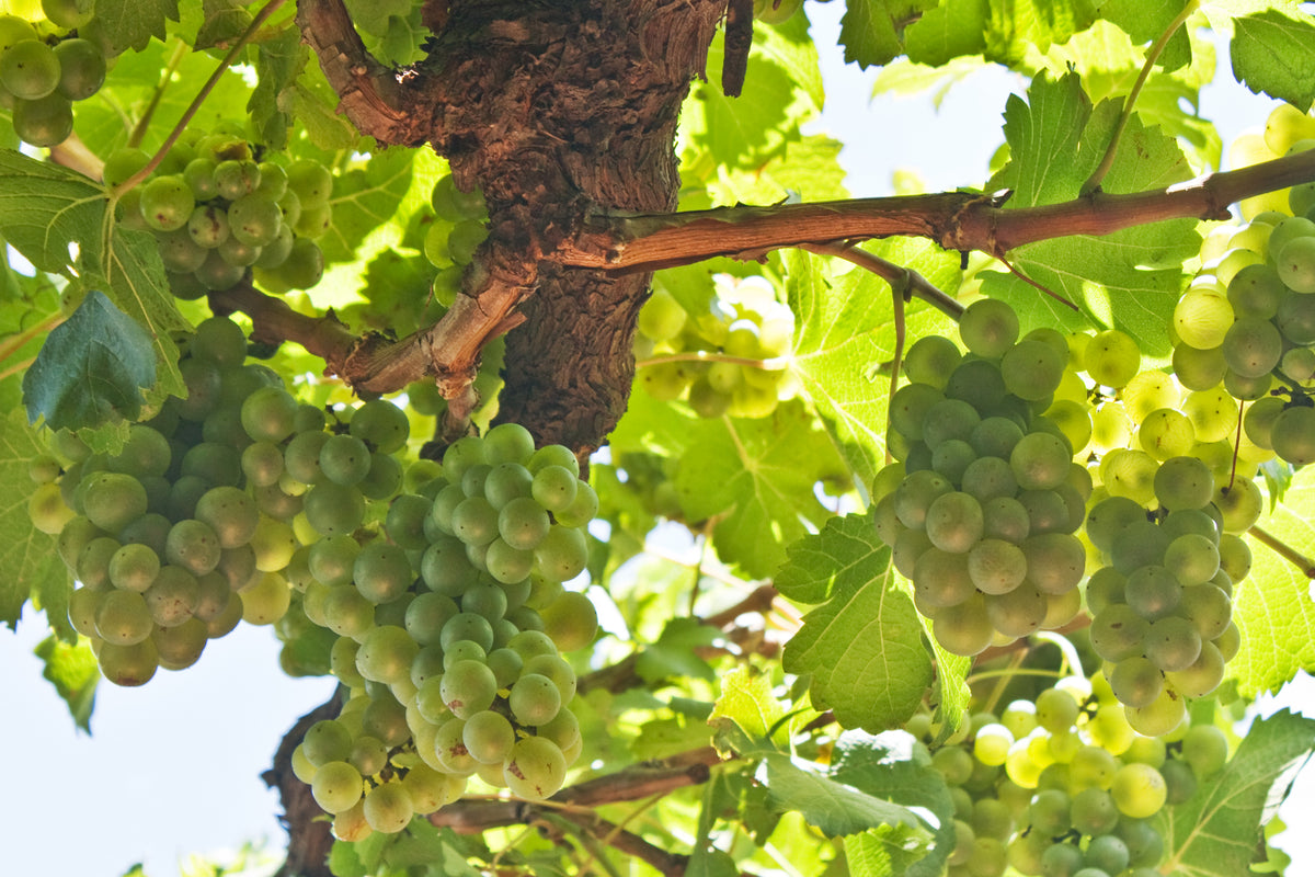 Glera (Prosecco) – One More Wine Shop